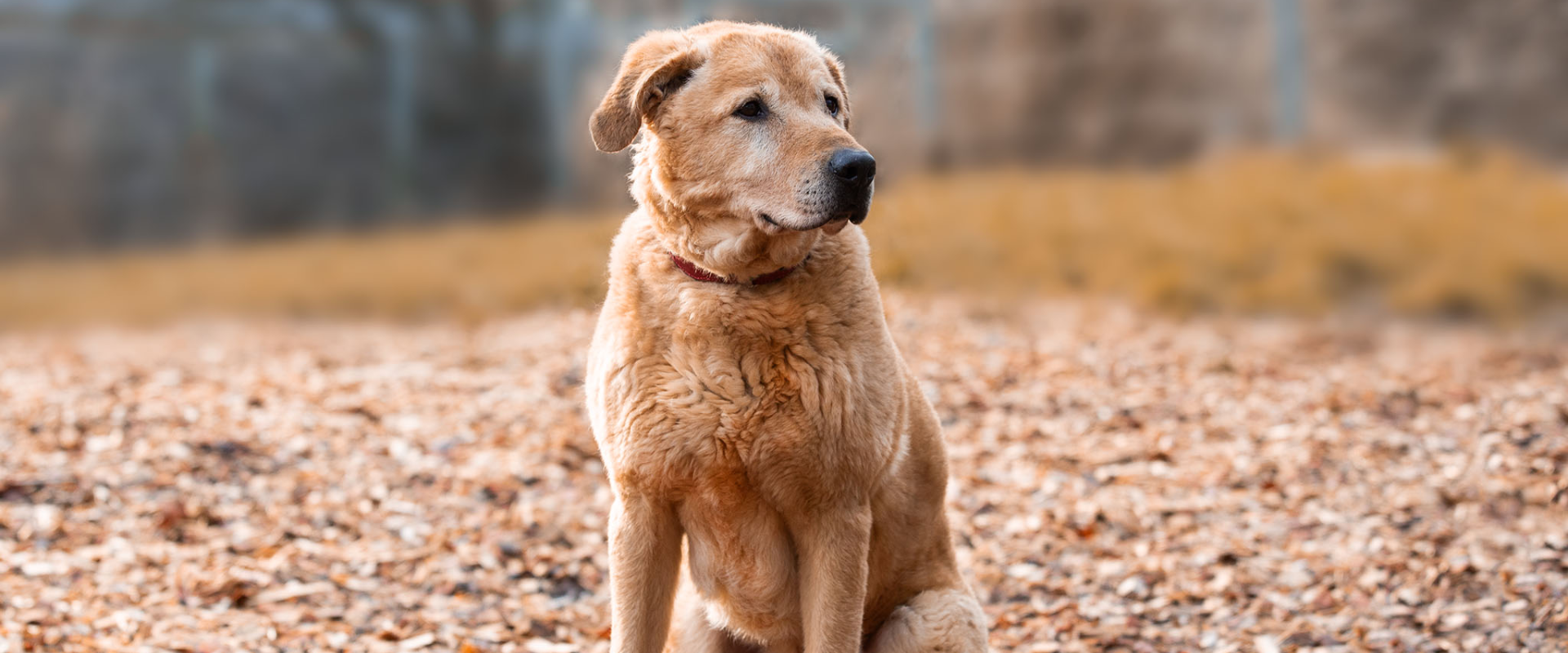 Henry – Tiere in Not Odenwald e.V.